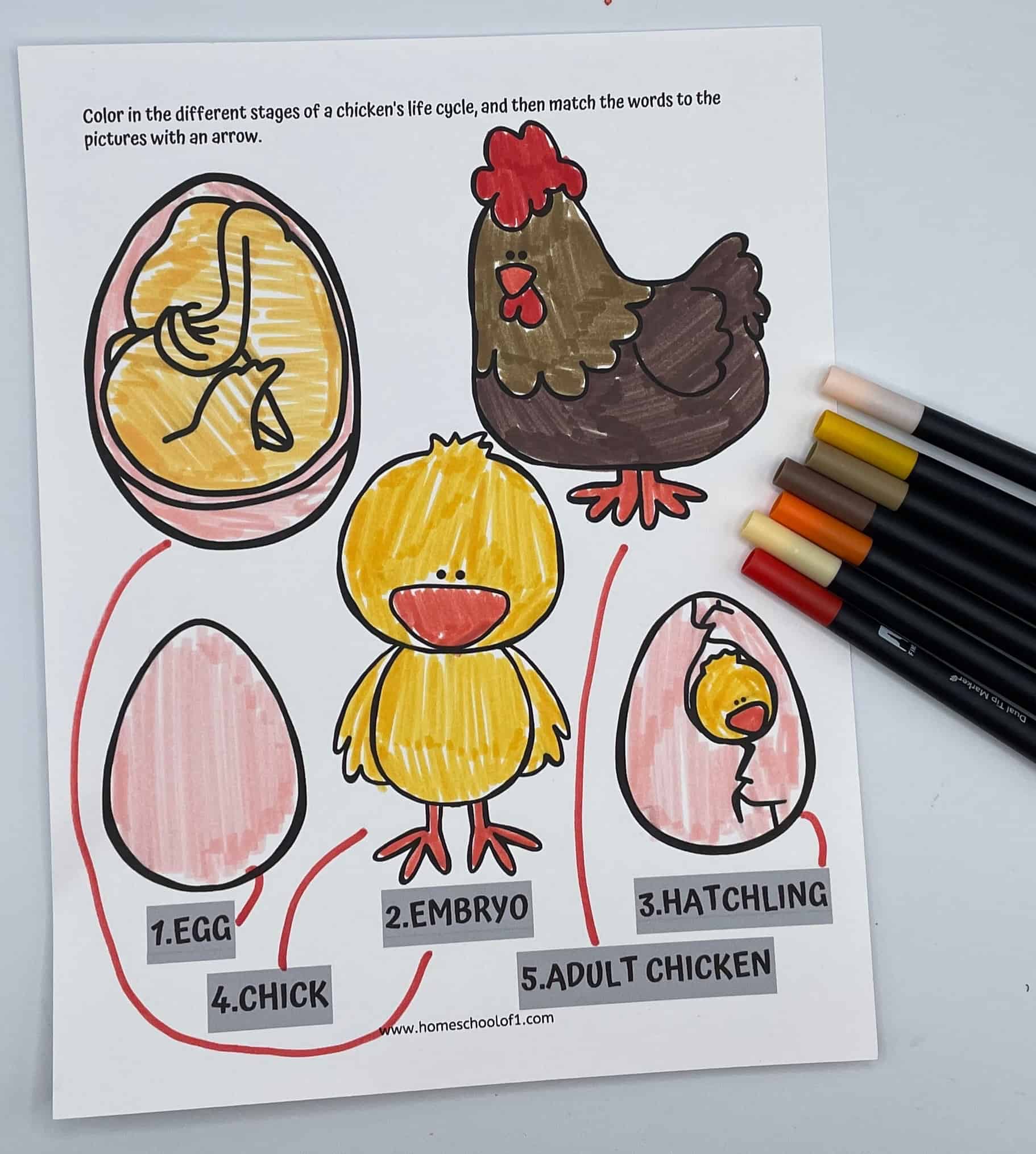 Free Life Cycle of a Chicken Worksheet