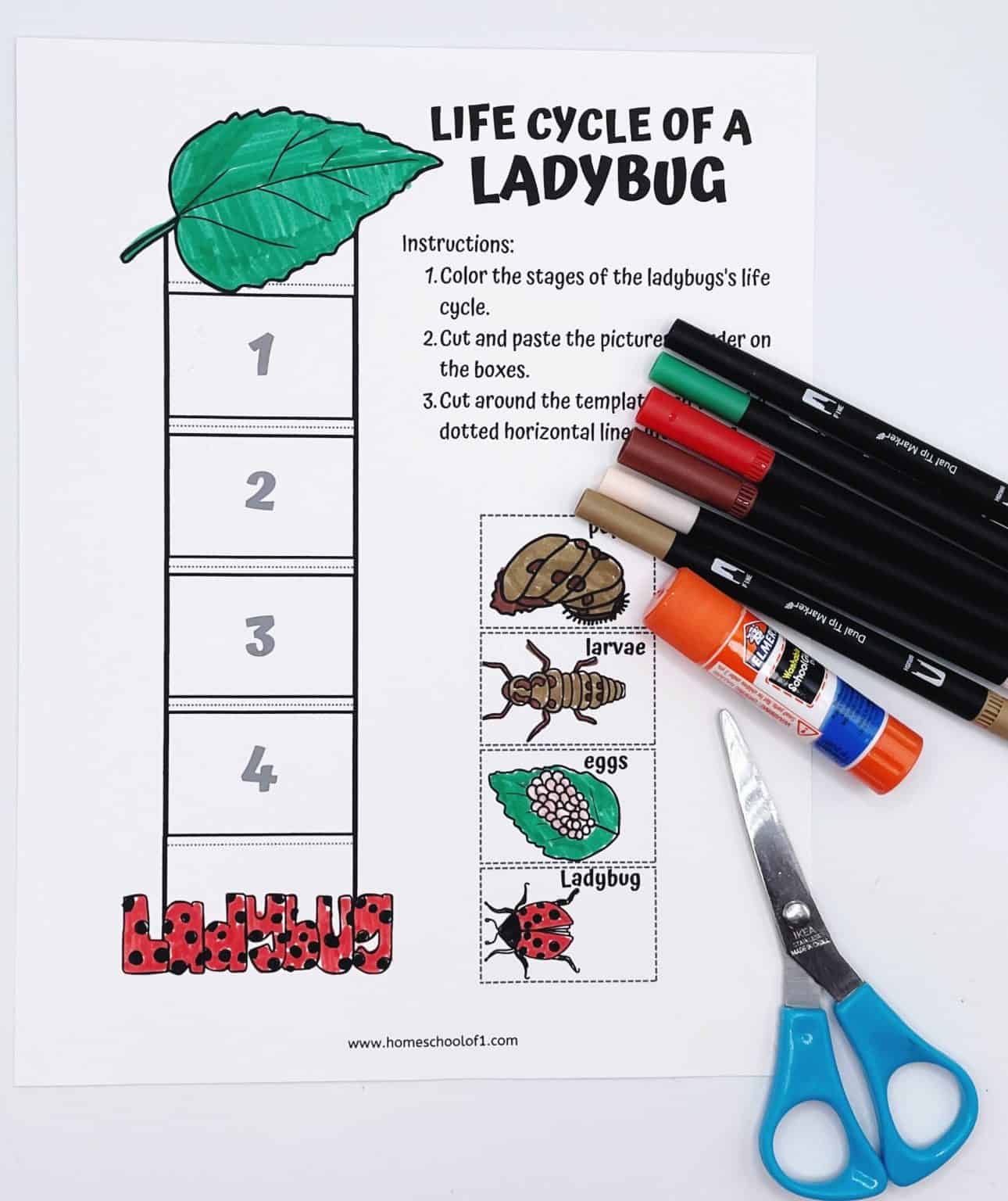 Free Ladybug Life Cycle Worksheet for Kids