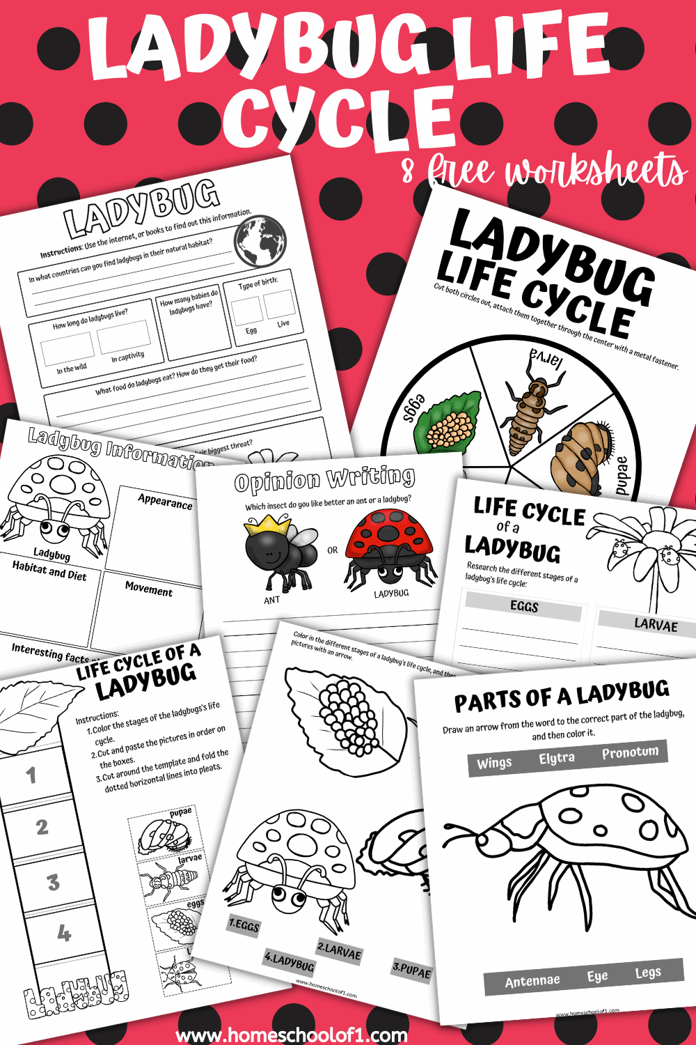 Free Ladybug Life Cycle Worksheet for Kids