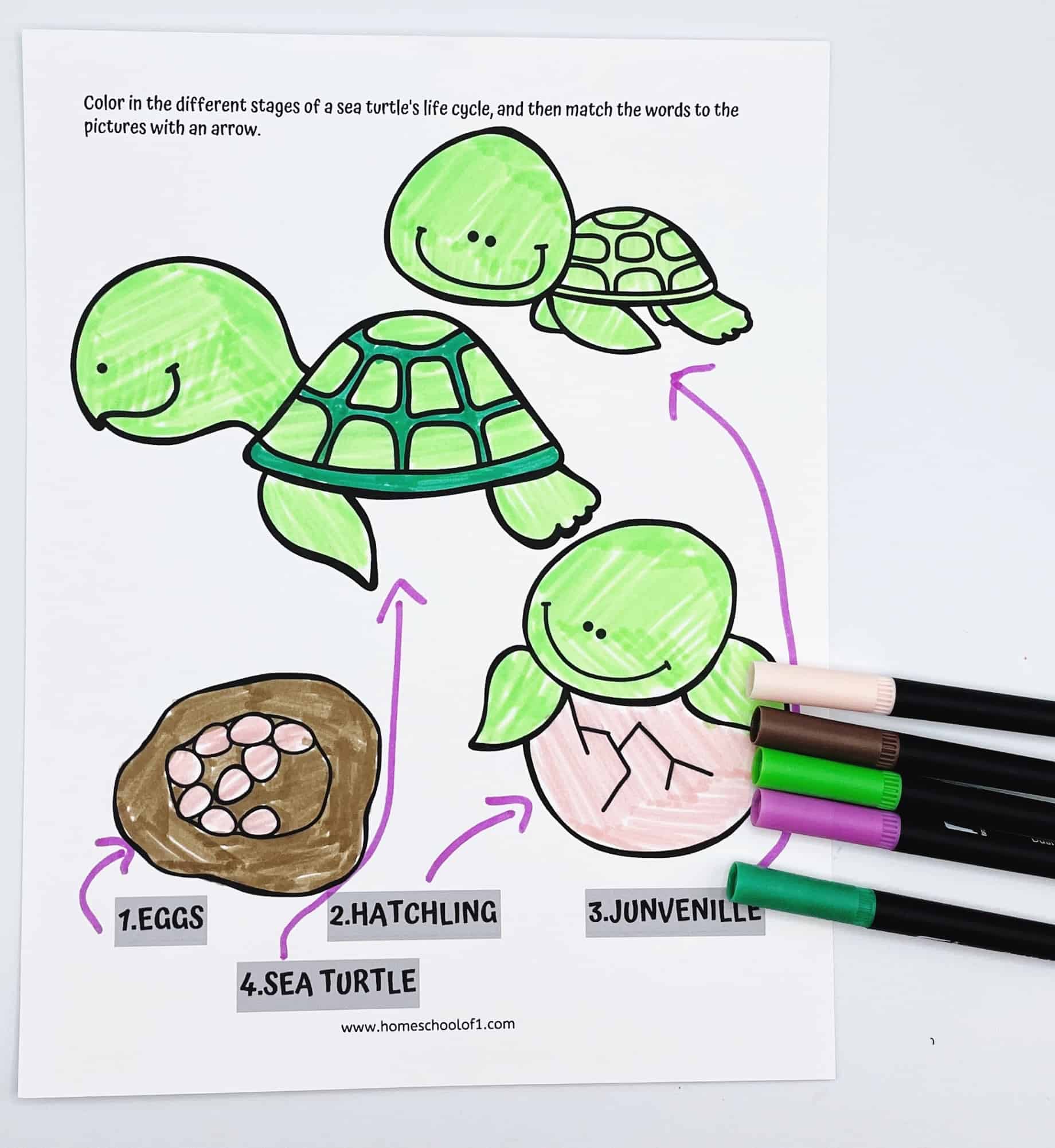 Free Life Cycle of a Turtle Worksheet for Kids