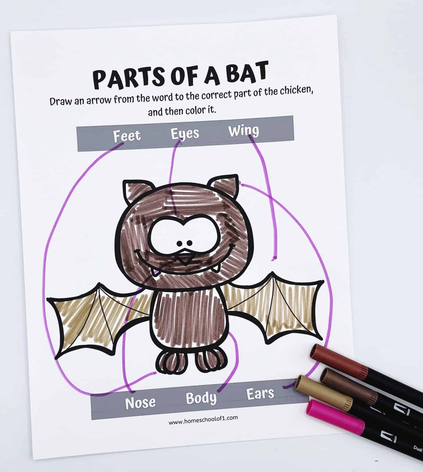 Free Bat Life Cycle Worksheet For Kids