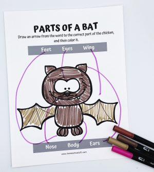 Free Bat Life Cycle Worksheet For Kids