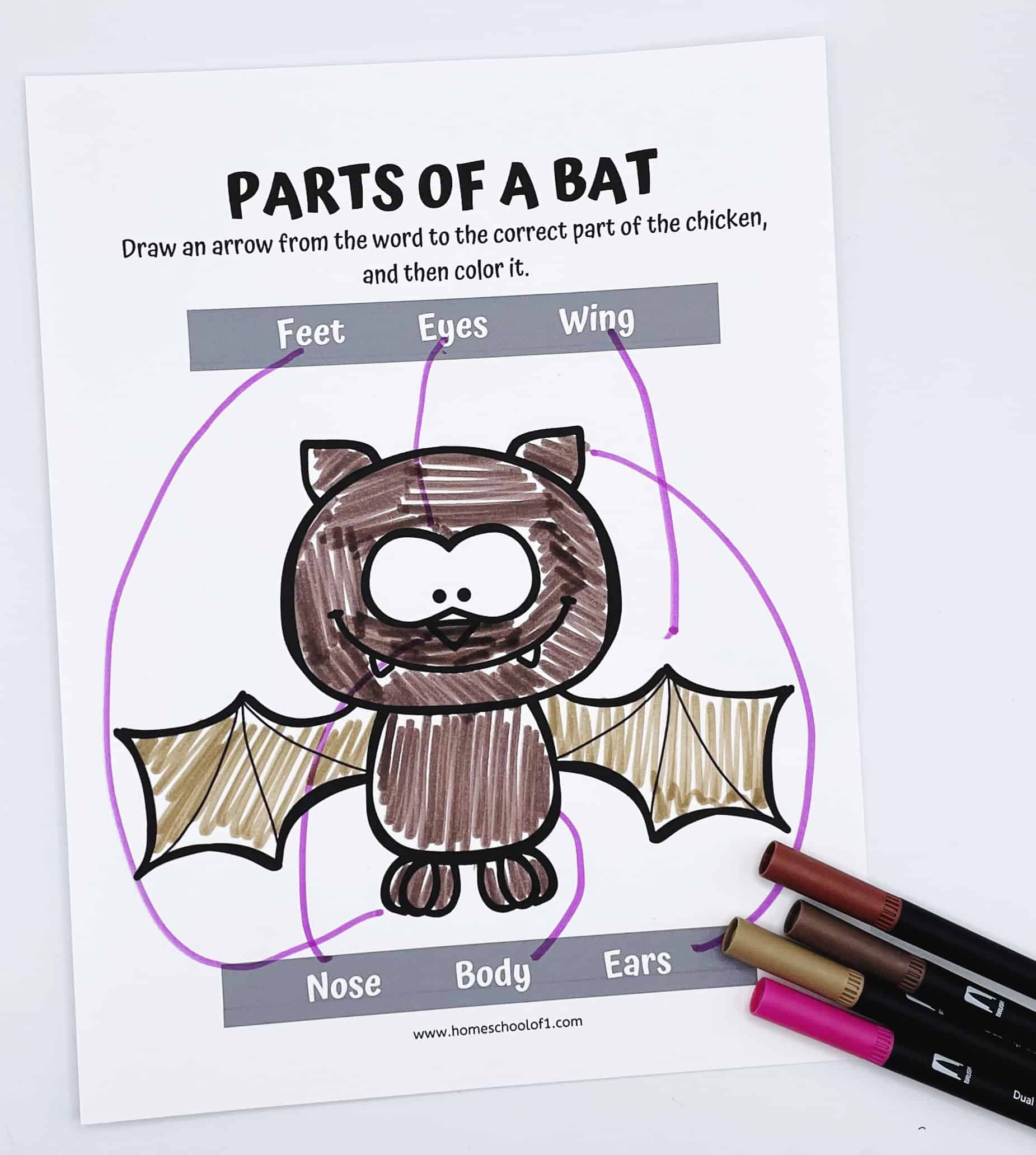 Free Bat Life Cycle Worksheet For Kids