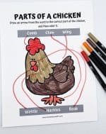 Free Life Cycle of a Chicken Worksheet