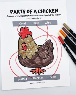 Free Life Cycle of a Chicken Worksheet