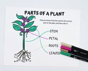 Free Plant Life Cycle Worksheet for Kids