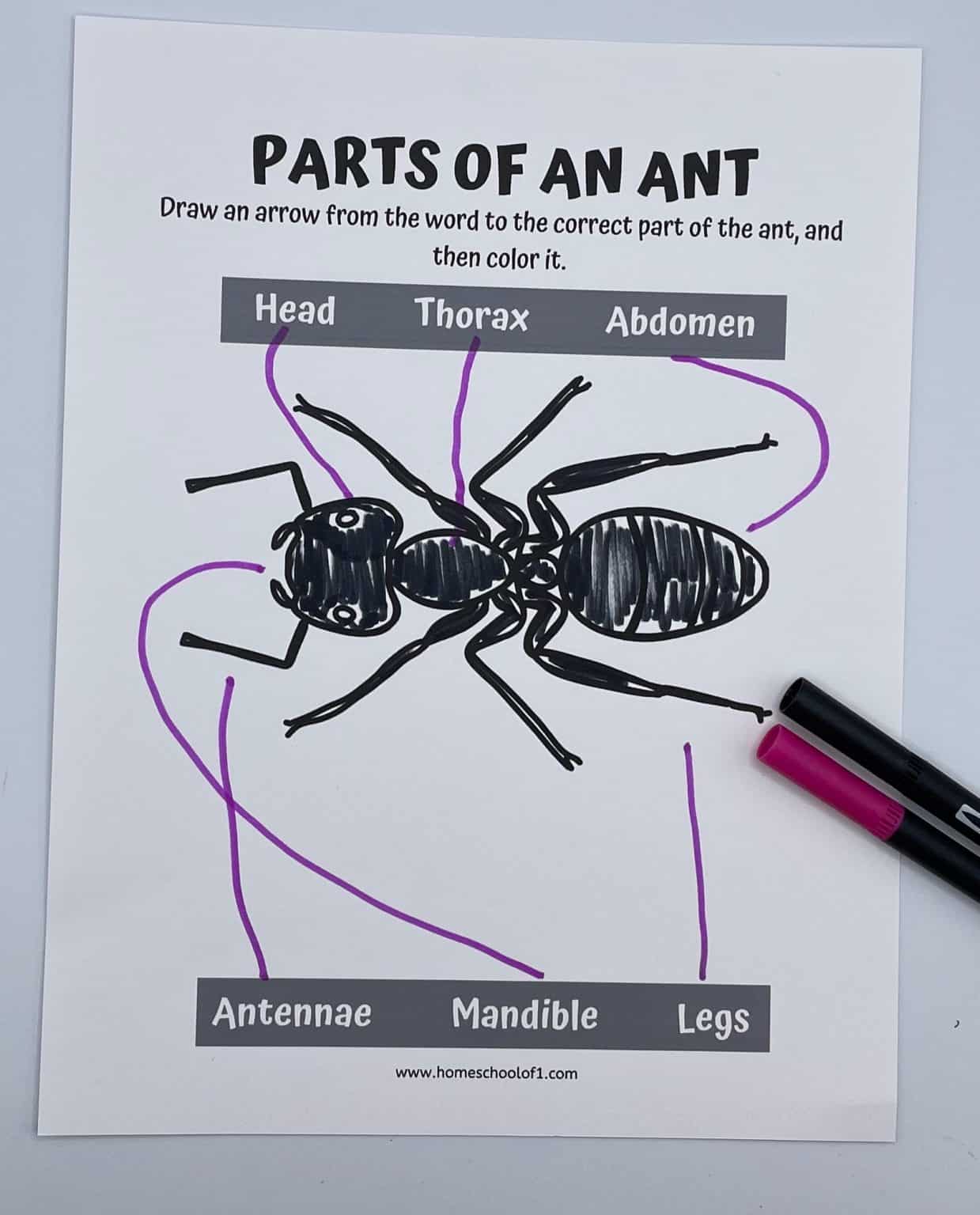 Free Ant Life Cycle Worksheets