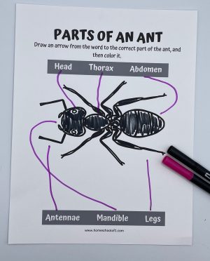 Free Ant Life Cycle Worksheets