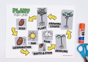Free Plant Life Cycle Worksheet for Kids