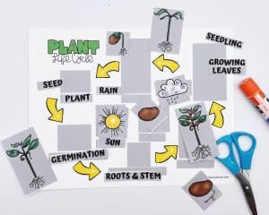 Free Plant Life Cycle Worksheet for Kids