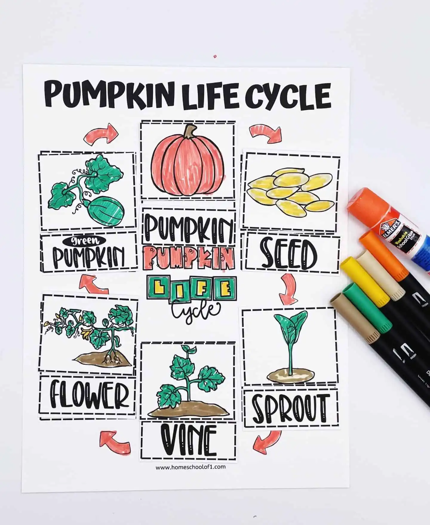 Free Life Cycle of a Pumpkin Worksheet for Kids