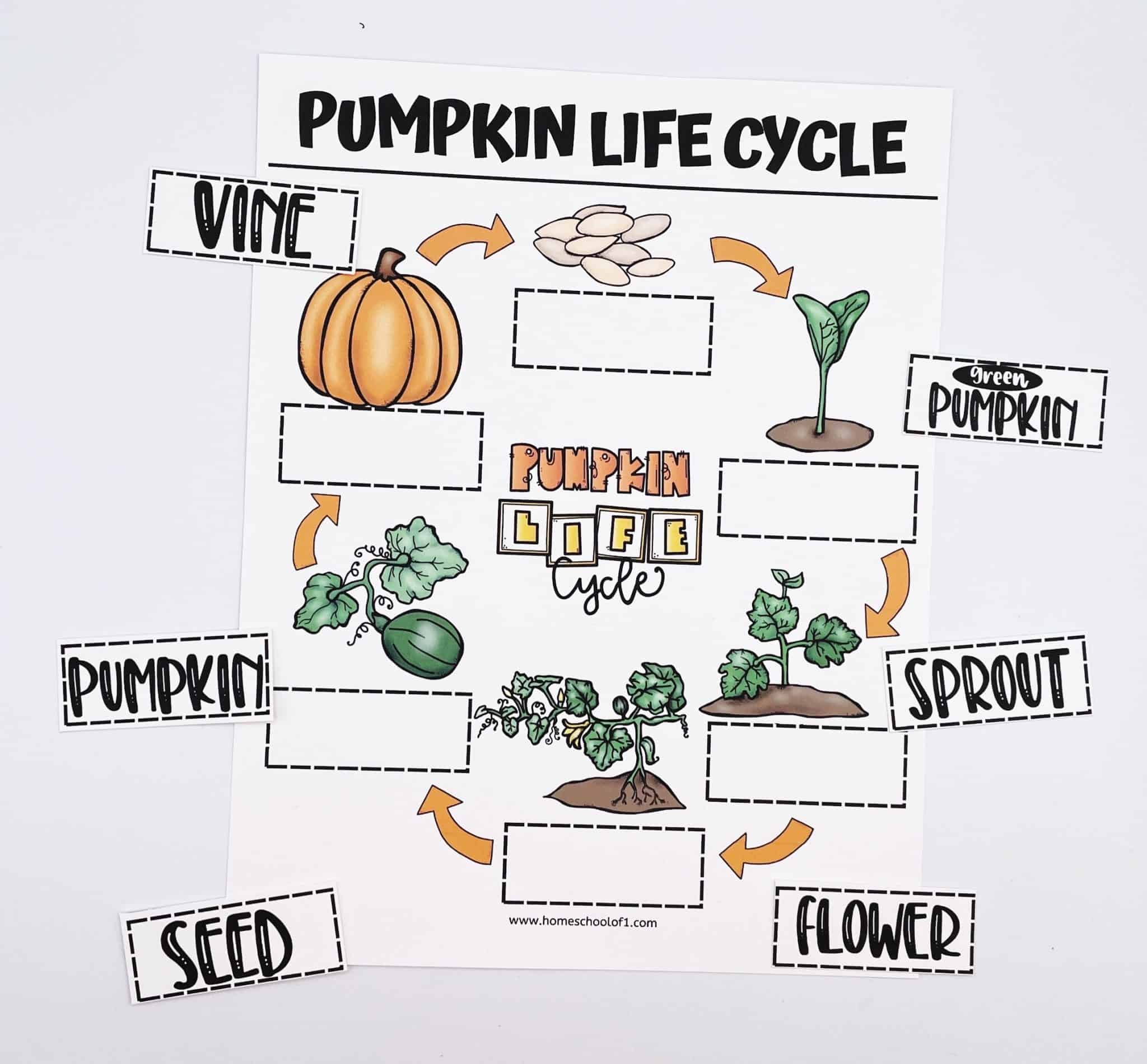 Free Life Cycle of a Pumpkin Worksheet for Kids