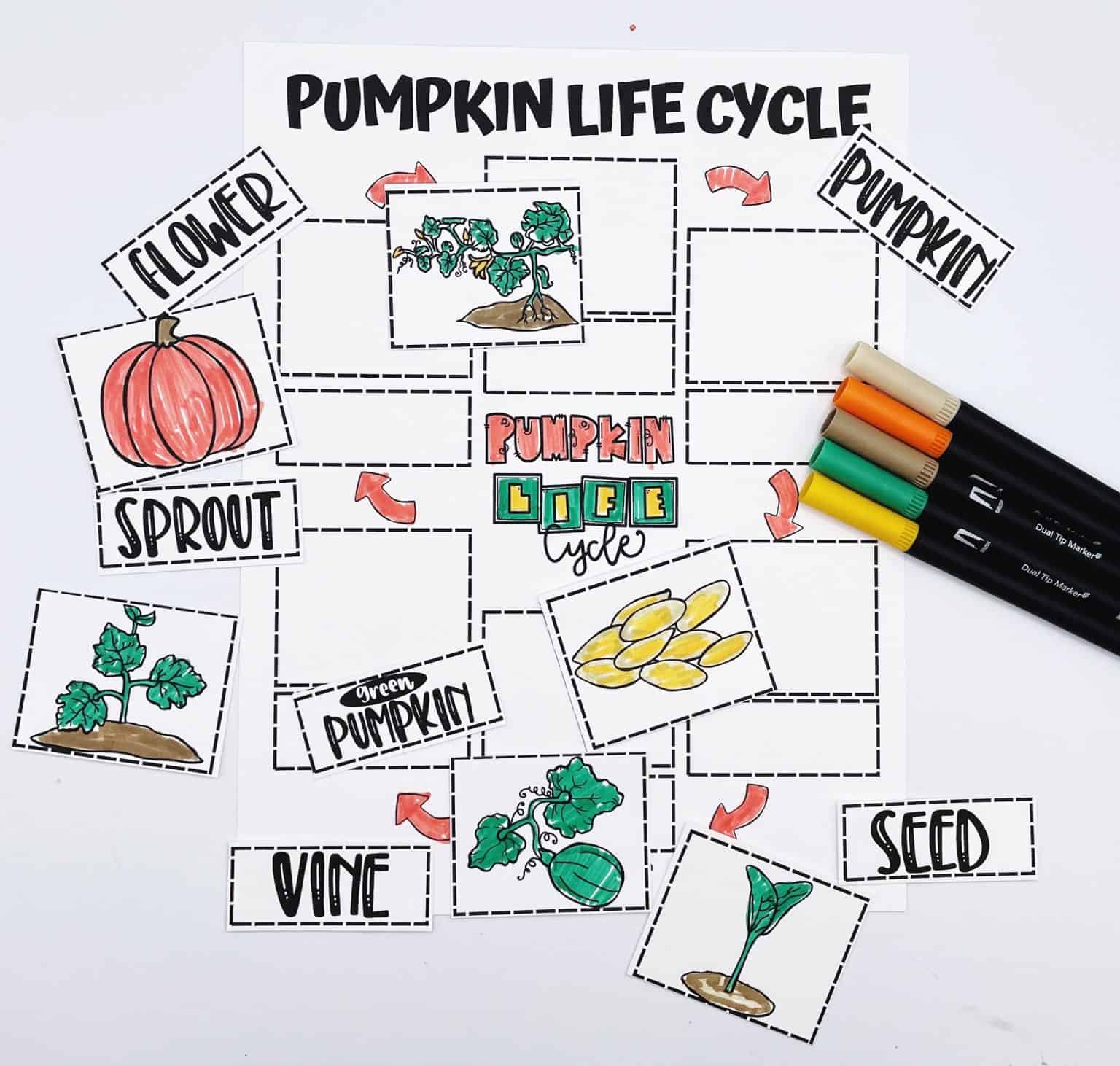 Free Life Cycle of a Pumpkin Worksheet for Kids