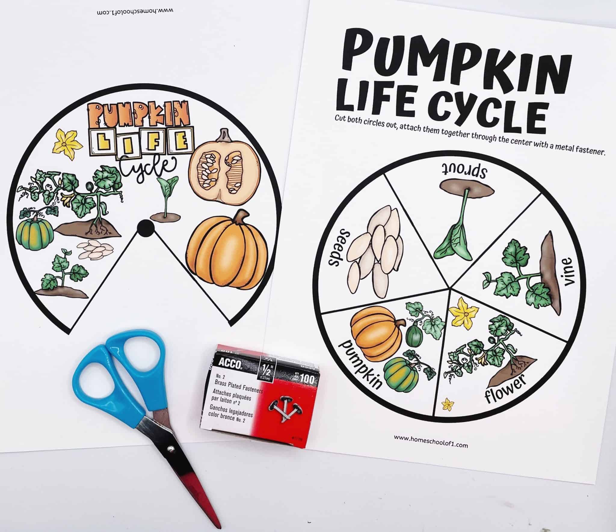 Free Life Cycle of a Pumpkin Worksheet for Kids