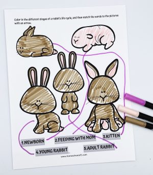 Free Rabbit Life Cycle Worksheet For Kids