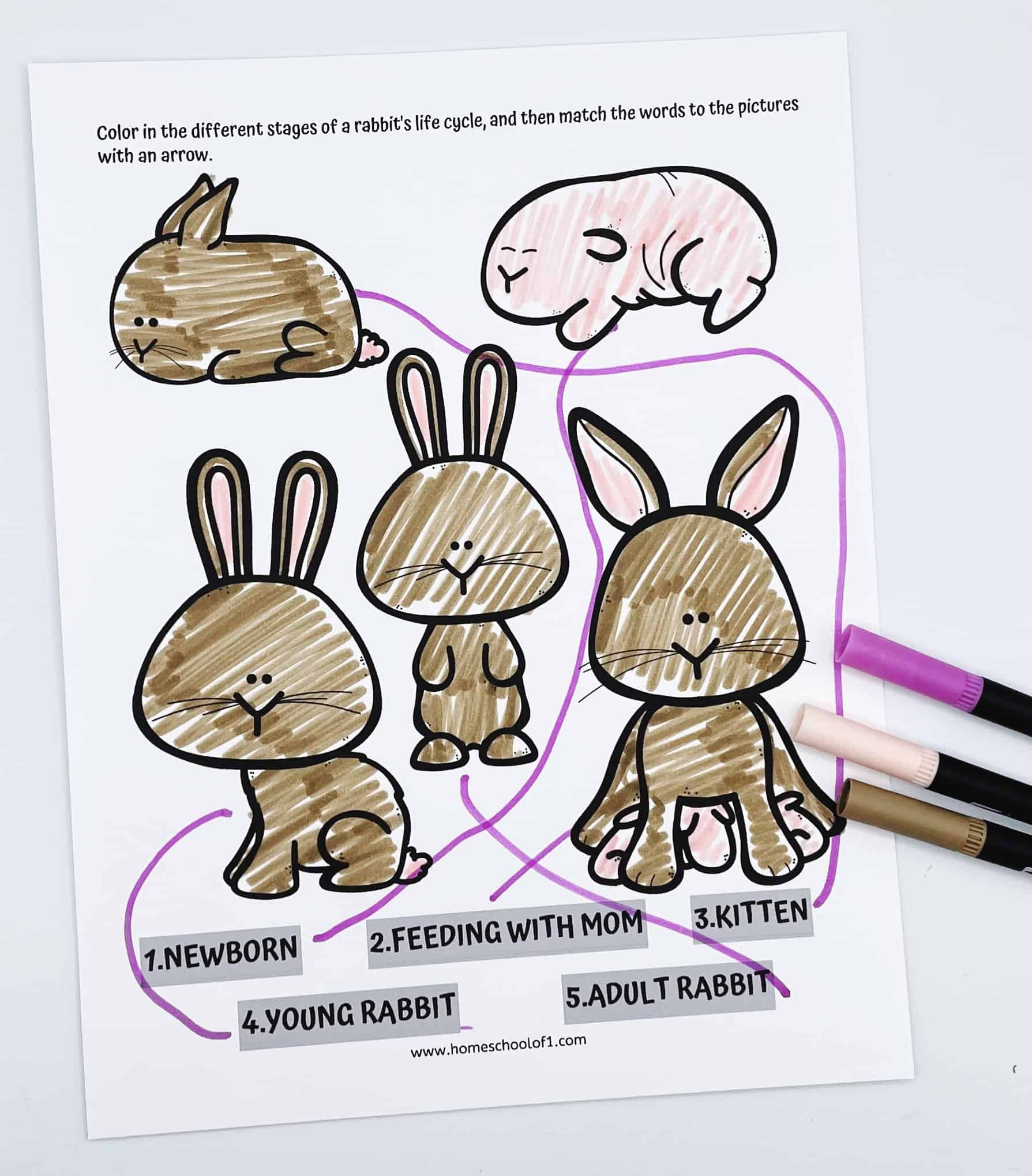Free Rabbit Life Cycle Worksheet For Kids