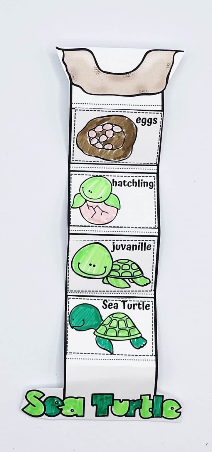 Free Life Cycle of a Turtle Worksheet for Kids