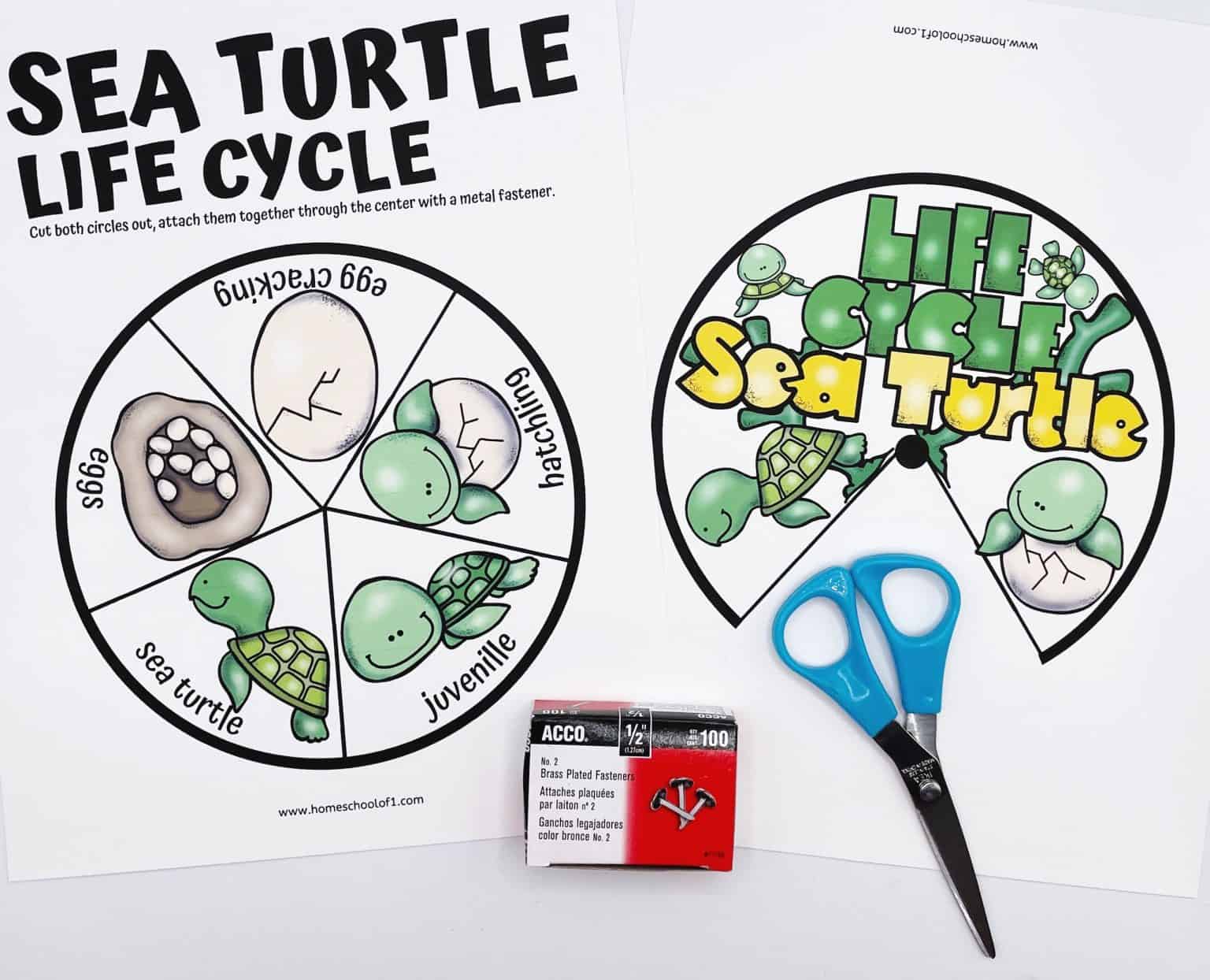 Free Life Cycle of a Turtle Worksheet for Kids