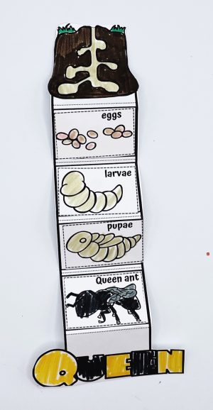 Free Ant Life Cycle Worksheets
