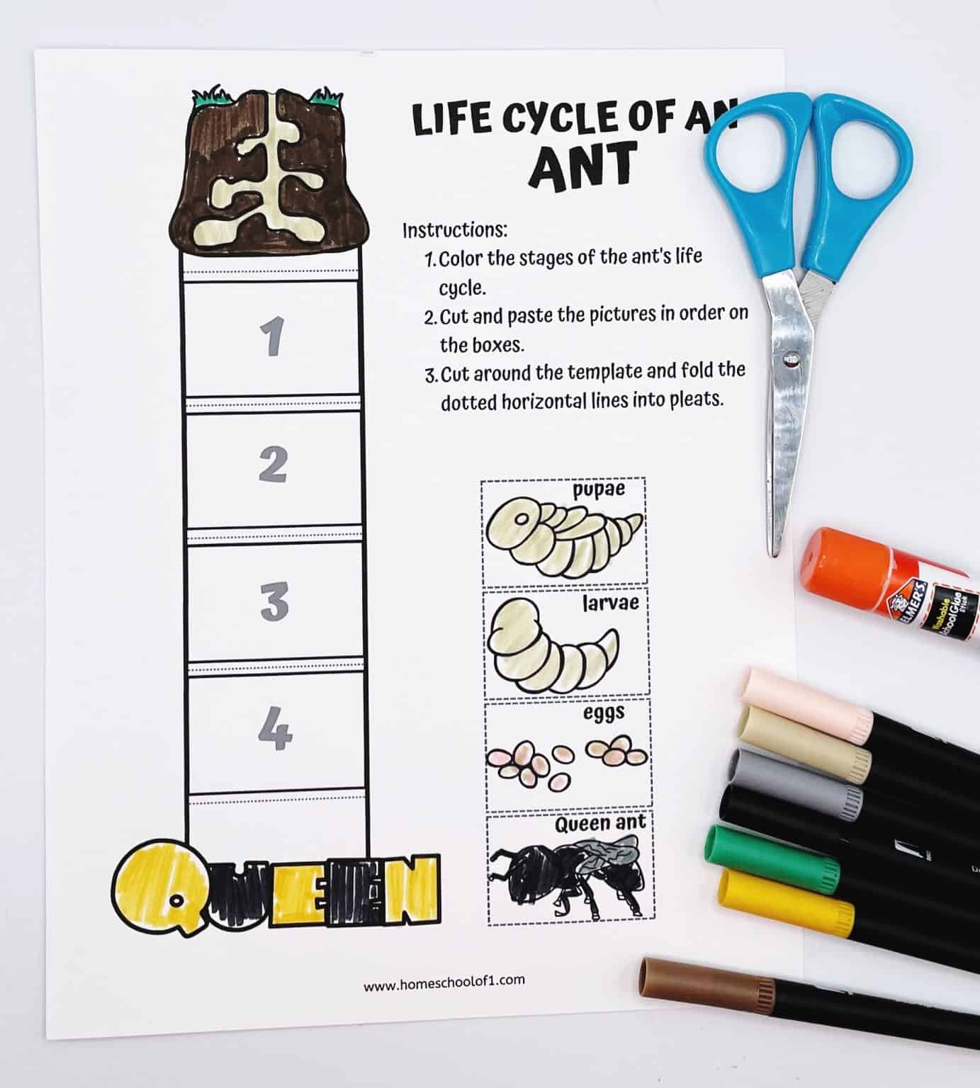 Free Ant Life Cycle Worksheets