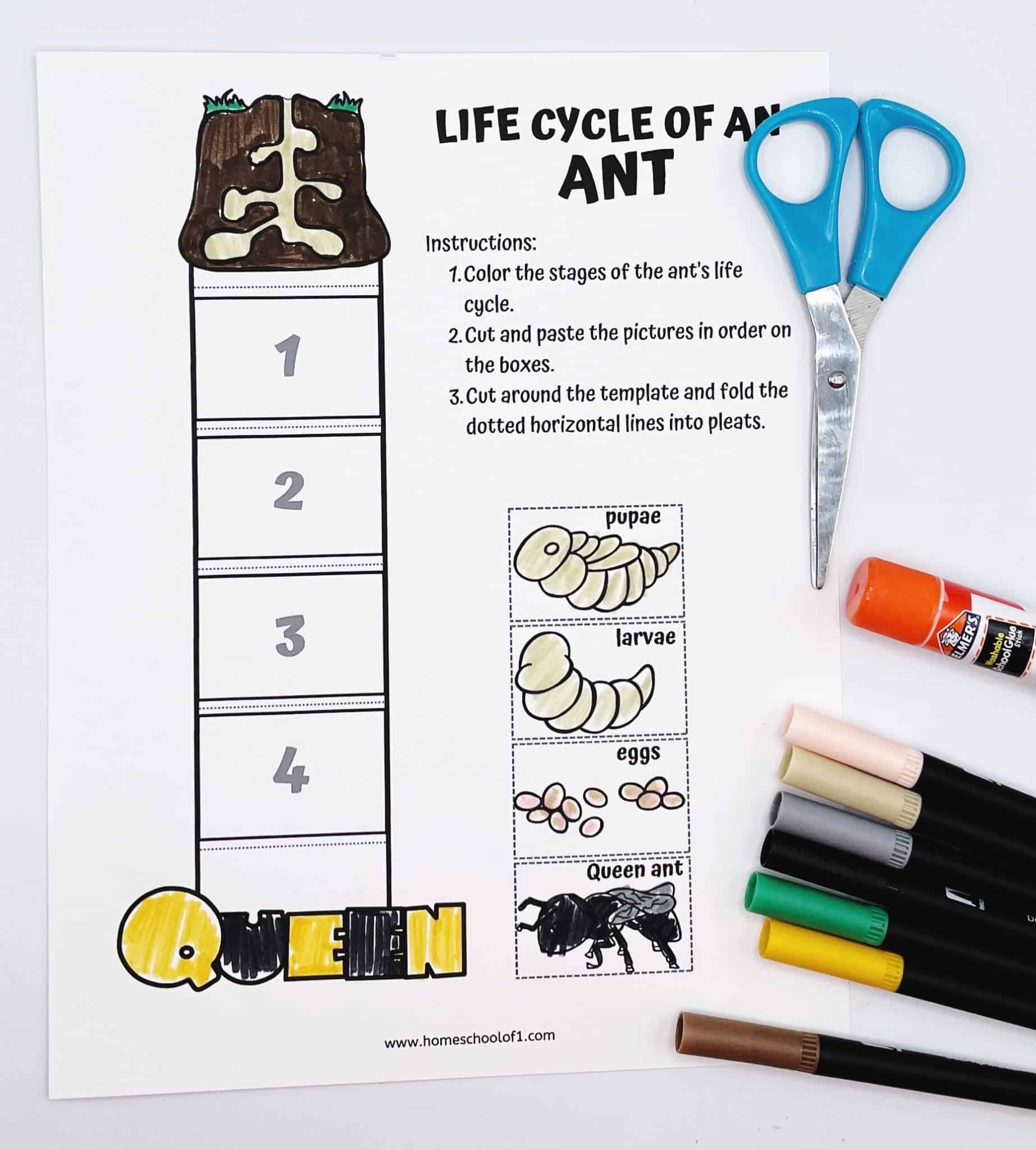 Free Ant Life Cycle Worksheets