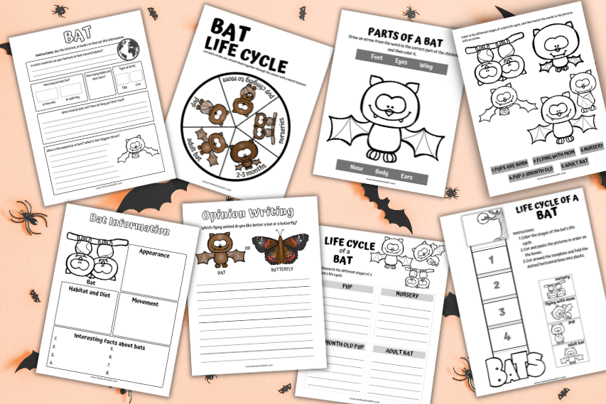 Free Bat Life Cycle Worksheet For Kids