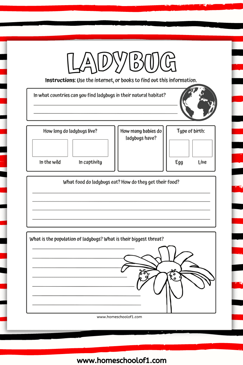 Free Ladybug Life Cycle Worksheet for Kids