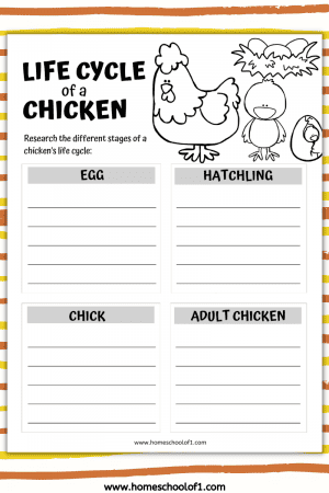 Free Life Cycle of a Chicken Worksheets - Homeschool of 1