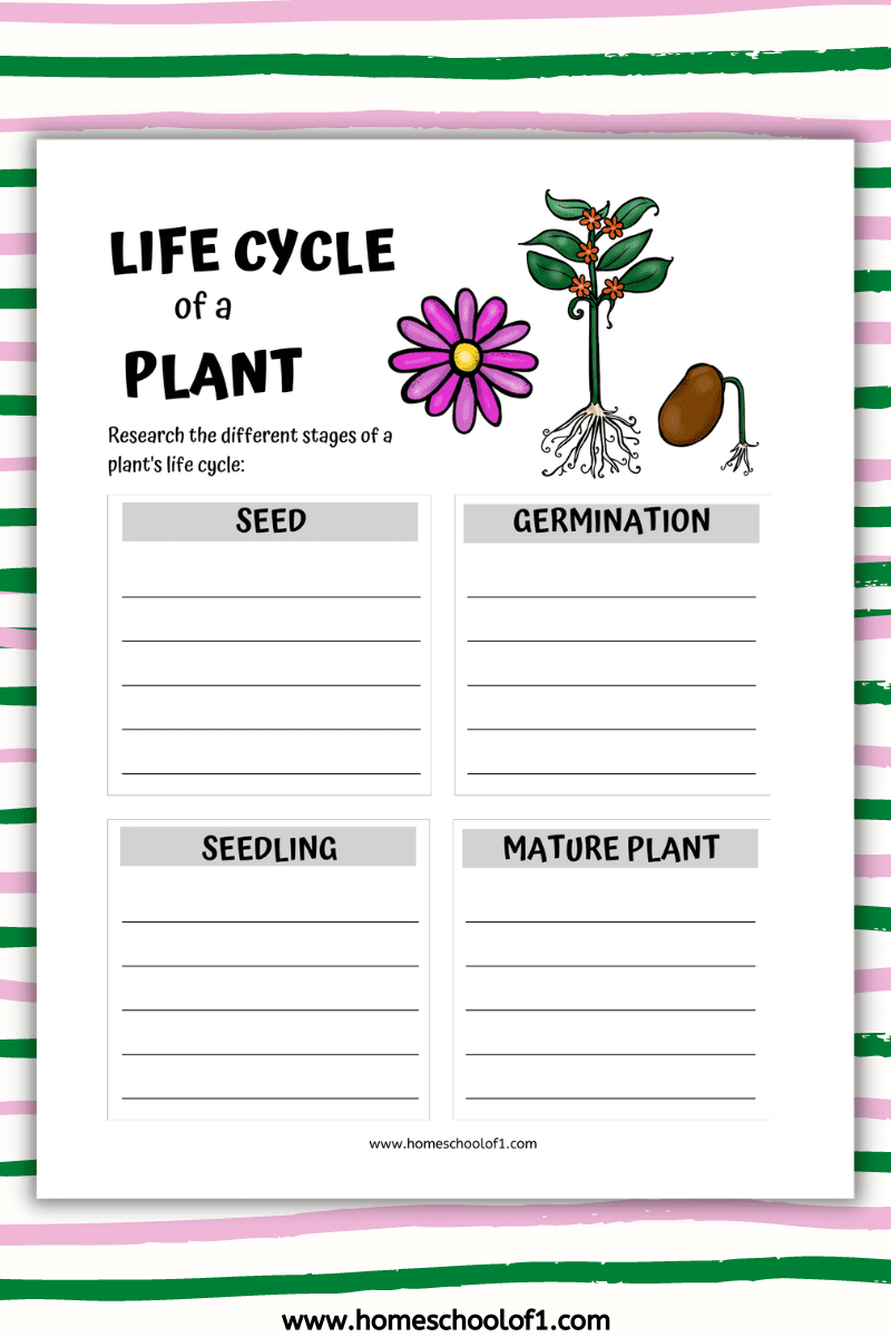 Plant Life Cycle Worksheet 3rd Grade