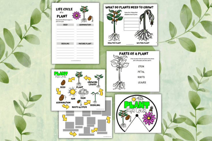 Life Cycle of a Plant Story - Homeschool of 1