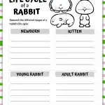 Free Rabbit Life Cycle Worksheet For Kids