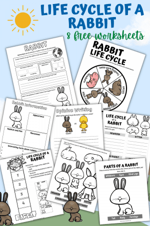 Free Life Cycle of a Rabbit Worksheet for Kids - Homeschool of 1