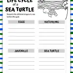 Free Sea Turtle Life Cycle Worksheet for Kids