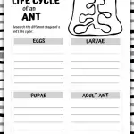 Free Ant Life Cycle Worksheets