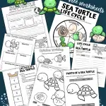 Free Sea Turtle Life Cycle Worksheet for Kids