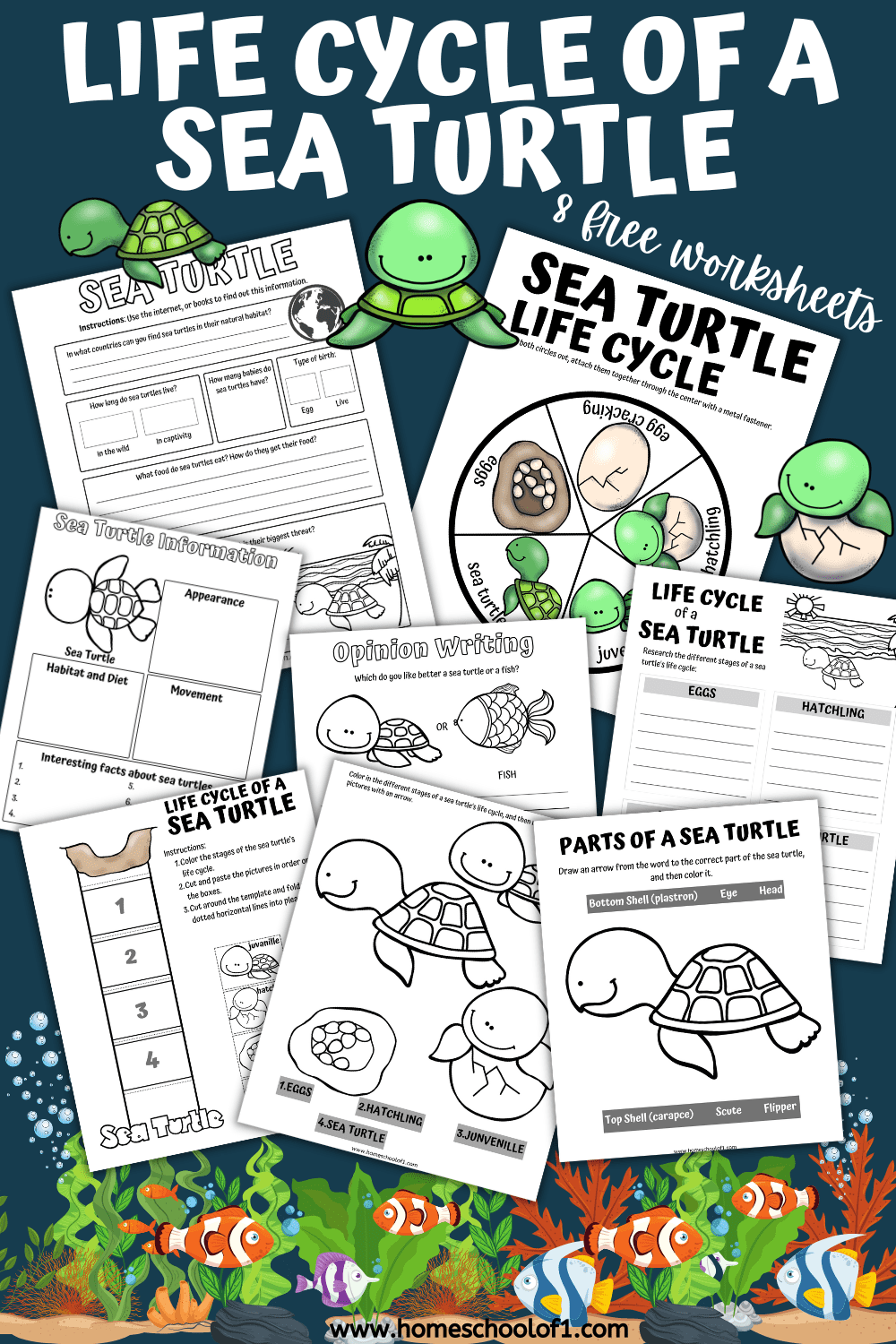 Free Life Cycle of a Turtle Worksheet for Kids