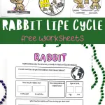 Free Rabbit Life Cycle Worksheet For Kids