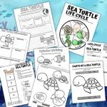 Free Sea Turtle Life Cycle Worksheet for Kids