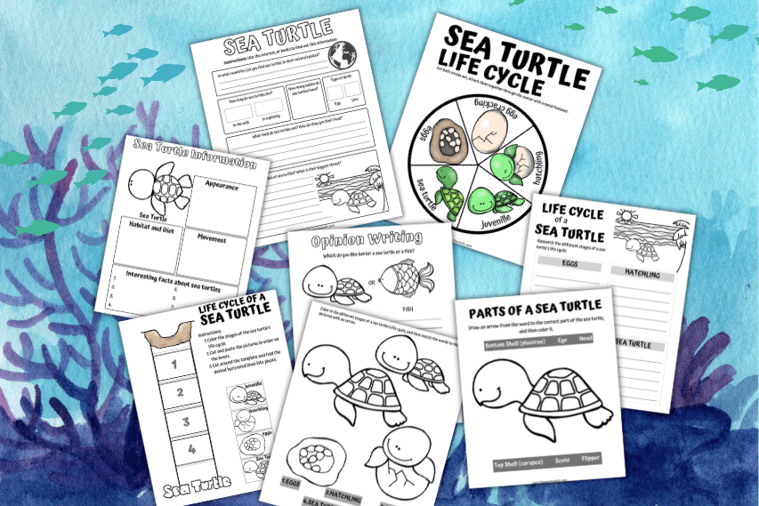 Free Life Cycle of a Turtle Worksheet for Kids