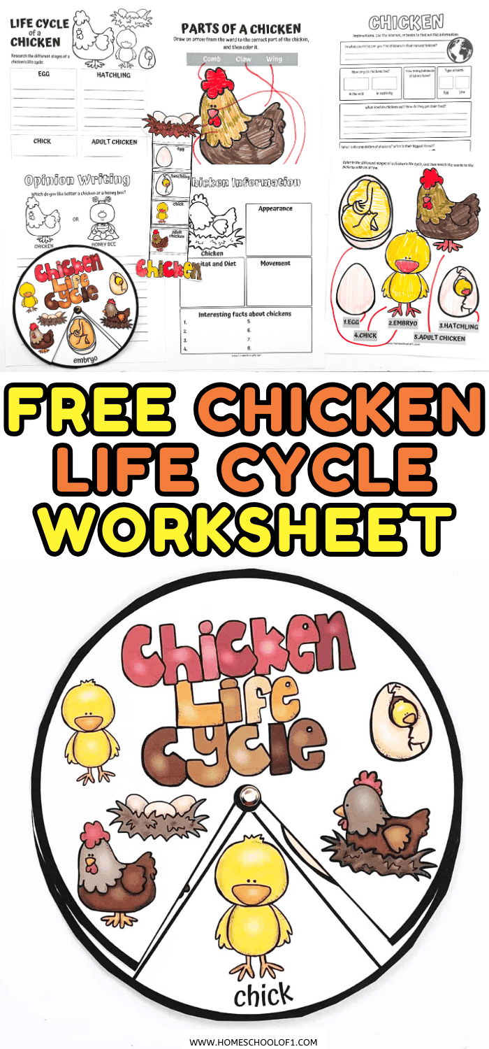 Free Life Cycle of a Chicken Worksheet