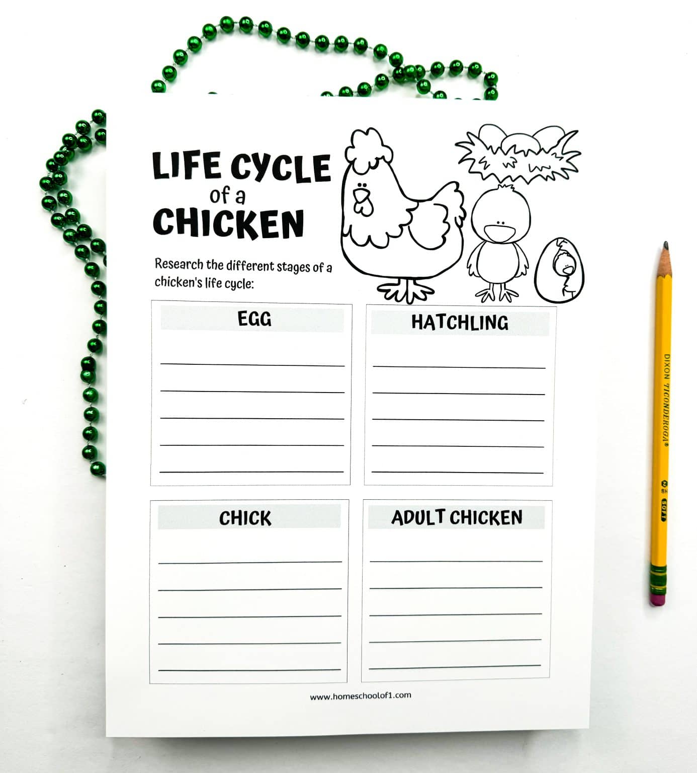 Free Life Cycle of a Chicken Worksheets