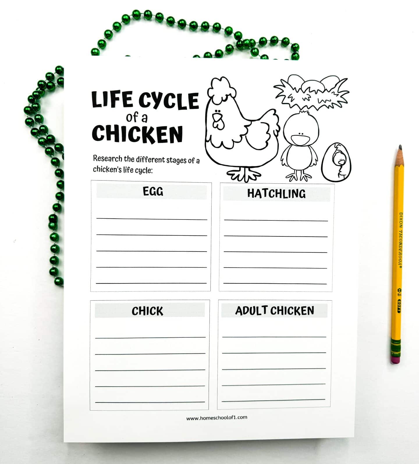 Free Life Cycle of a Chicken Worksheets