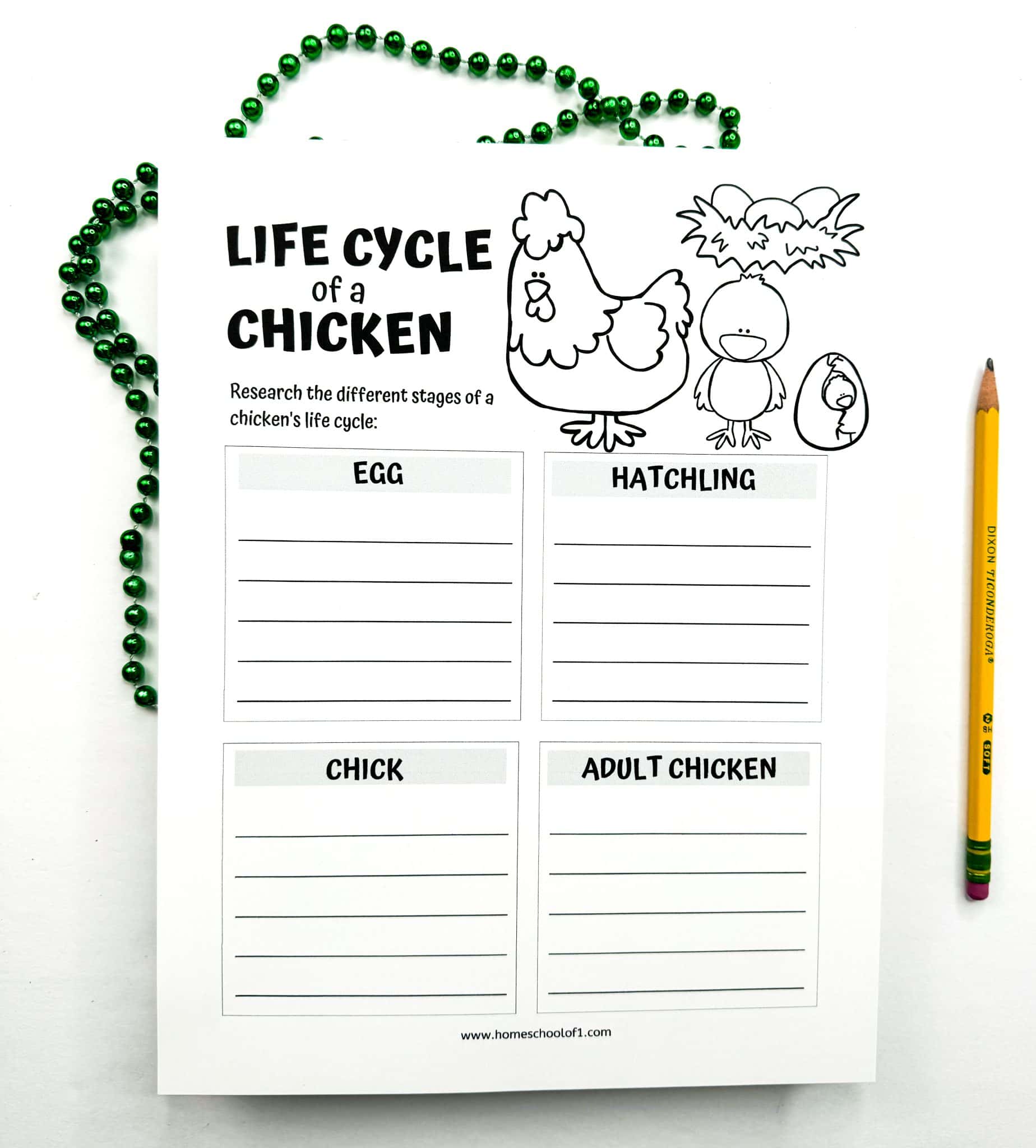 Free Life Cycle of a Chicken Worksheets