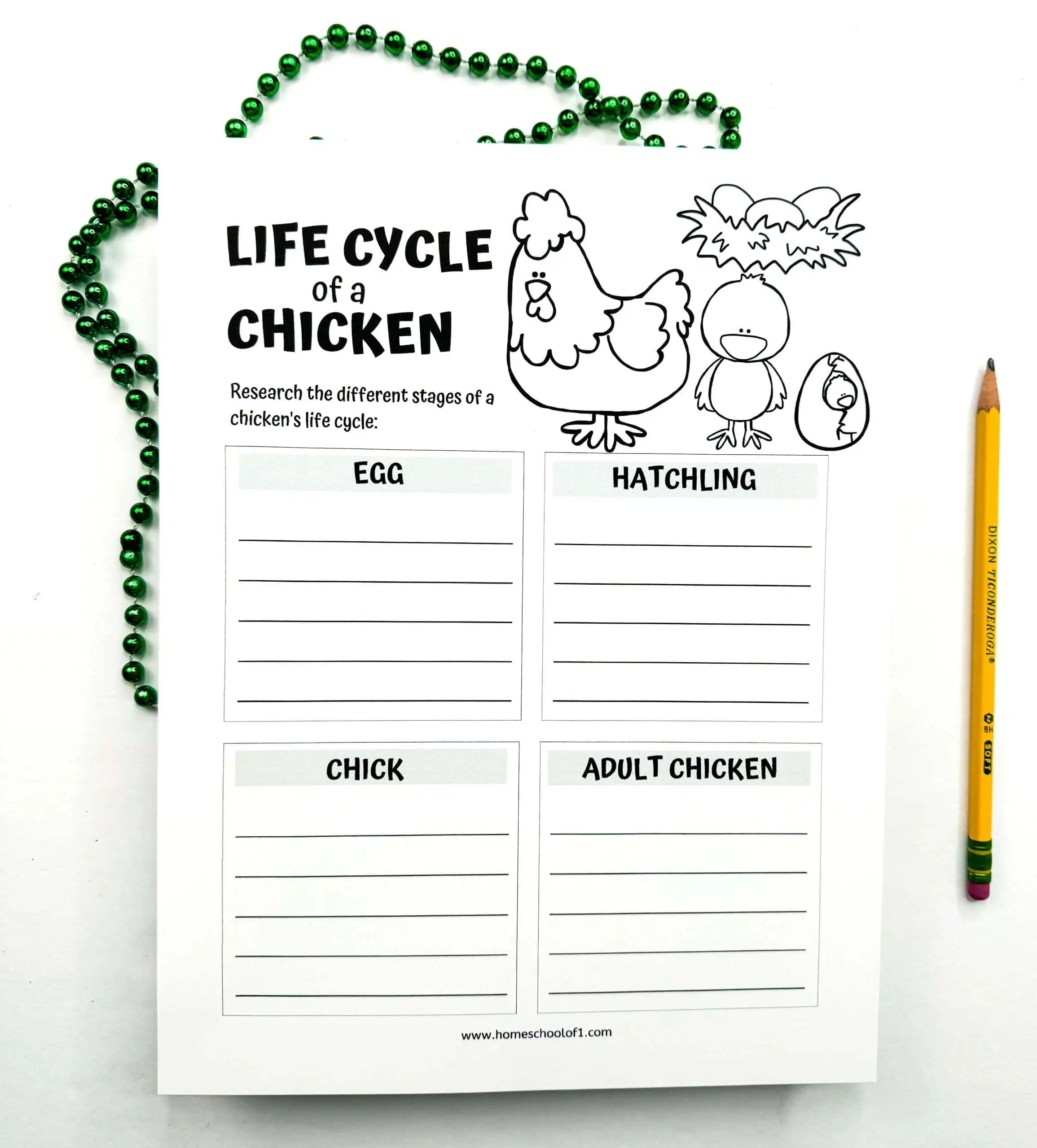 Free Life Cycle of a Chicken Worksheets