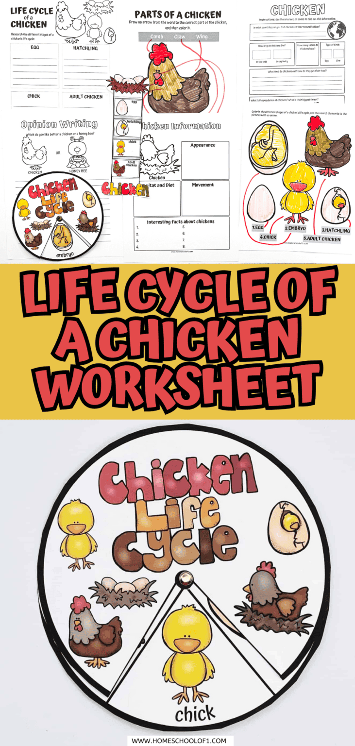 Free Life Cycle of a Chicken Worksheet