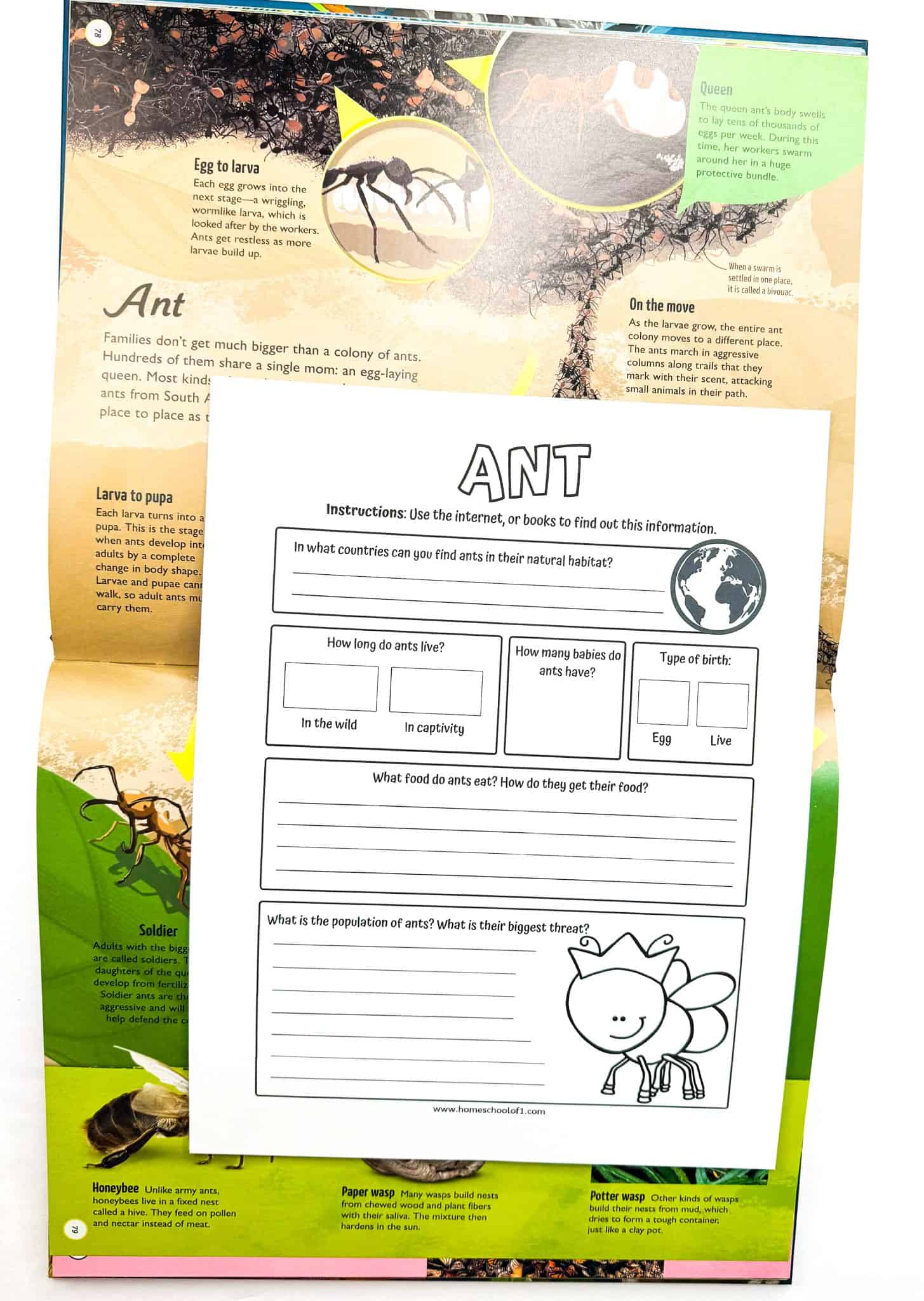 Free Ant Life Cycle Worksheets