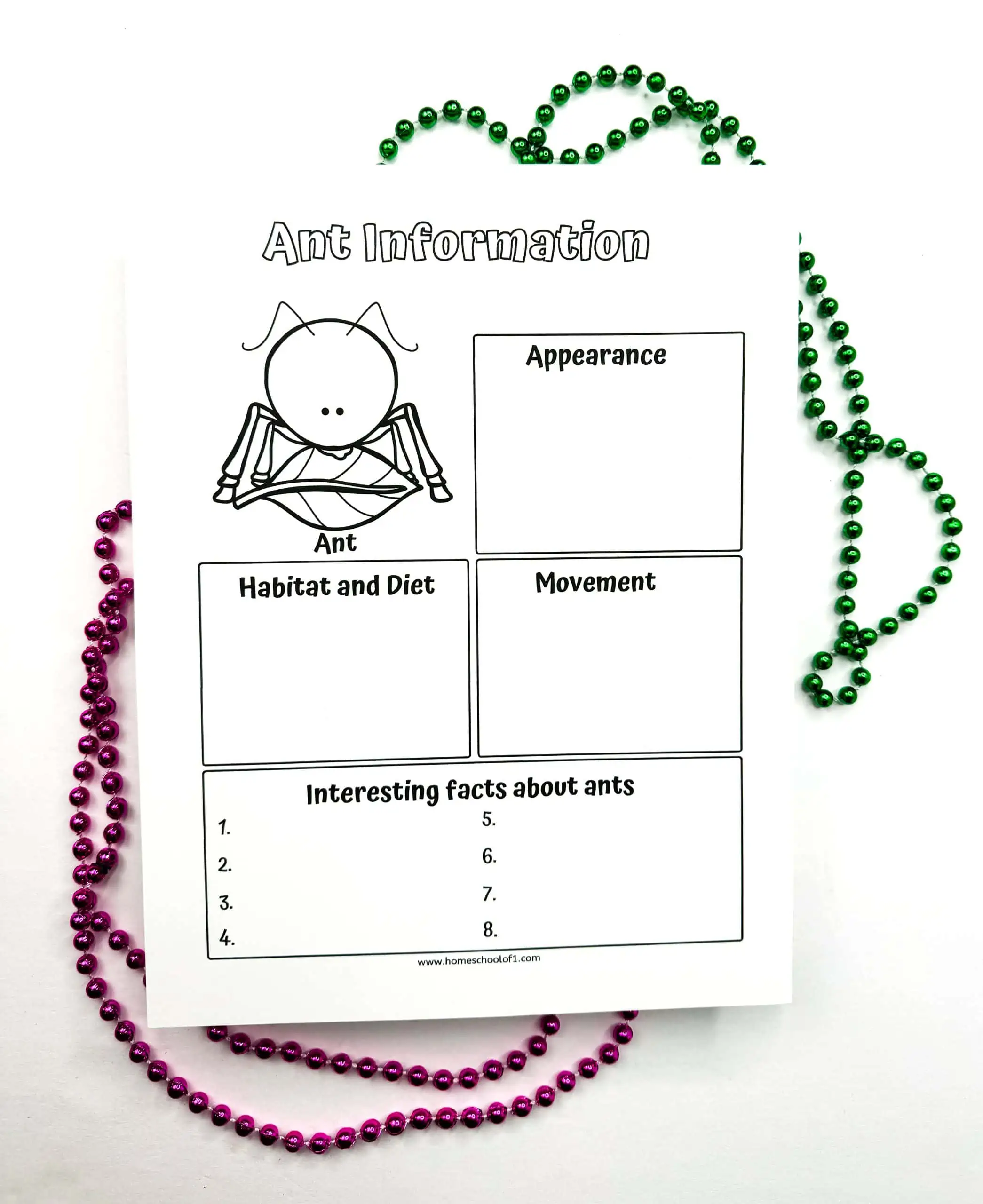 Free Ant Life Cycle Worksheets