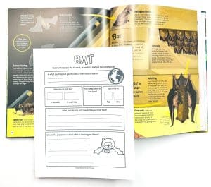 Free Bat Life Cycle Worksheet For Kids