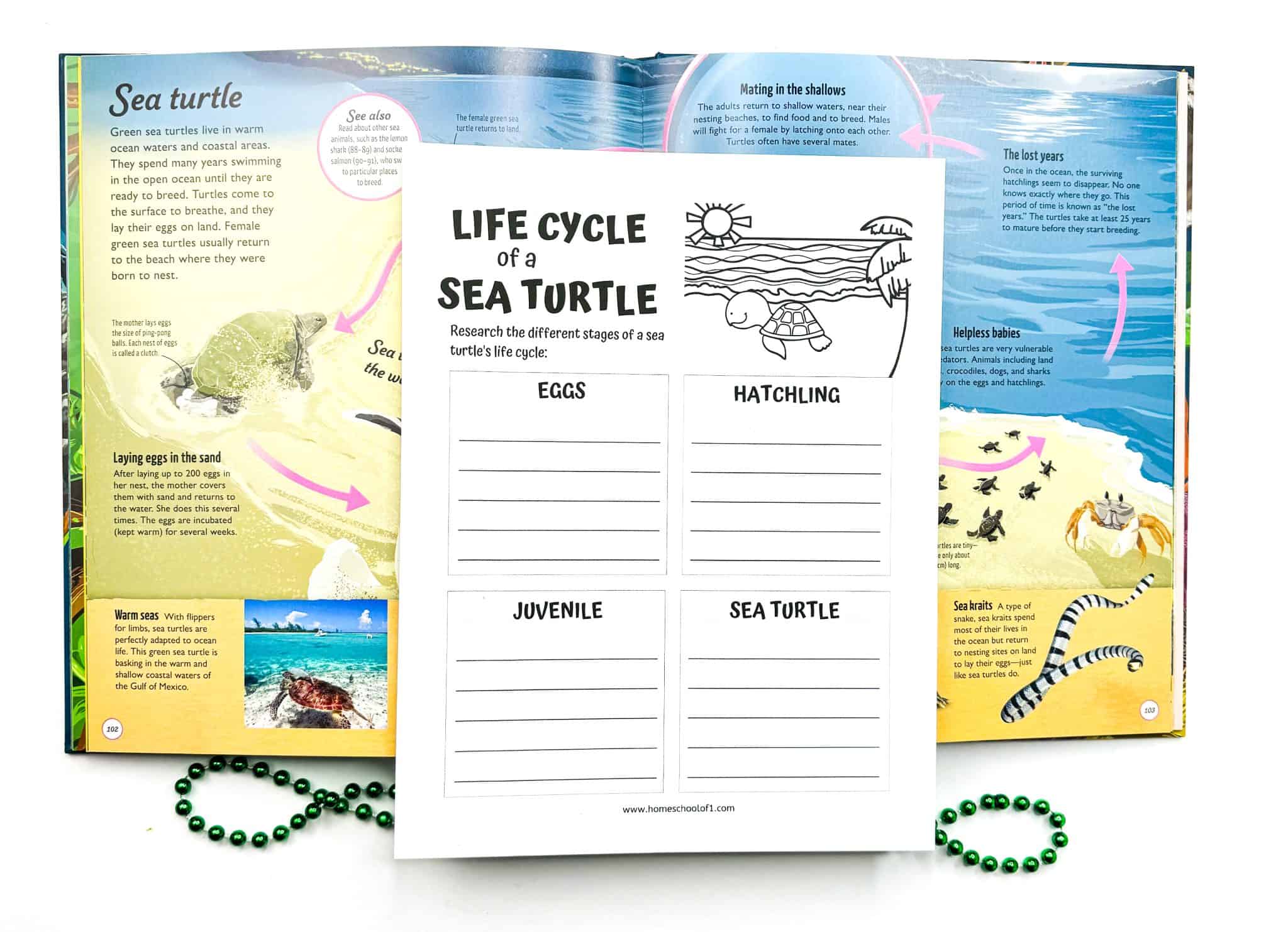 Free Life Cycle of a Turtle Worksheet for Kids