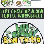 Free Sea Turtle Life Cycle Worksheet for Kids